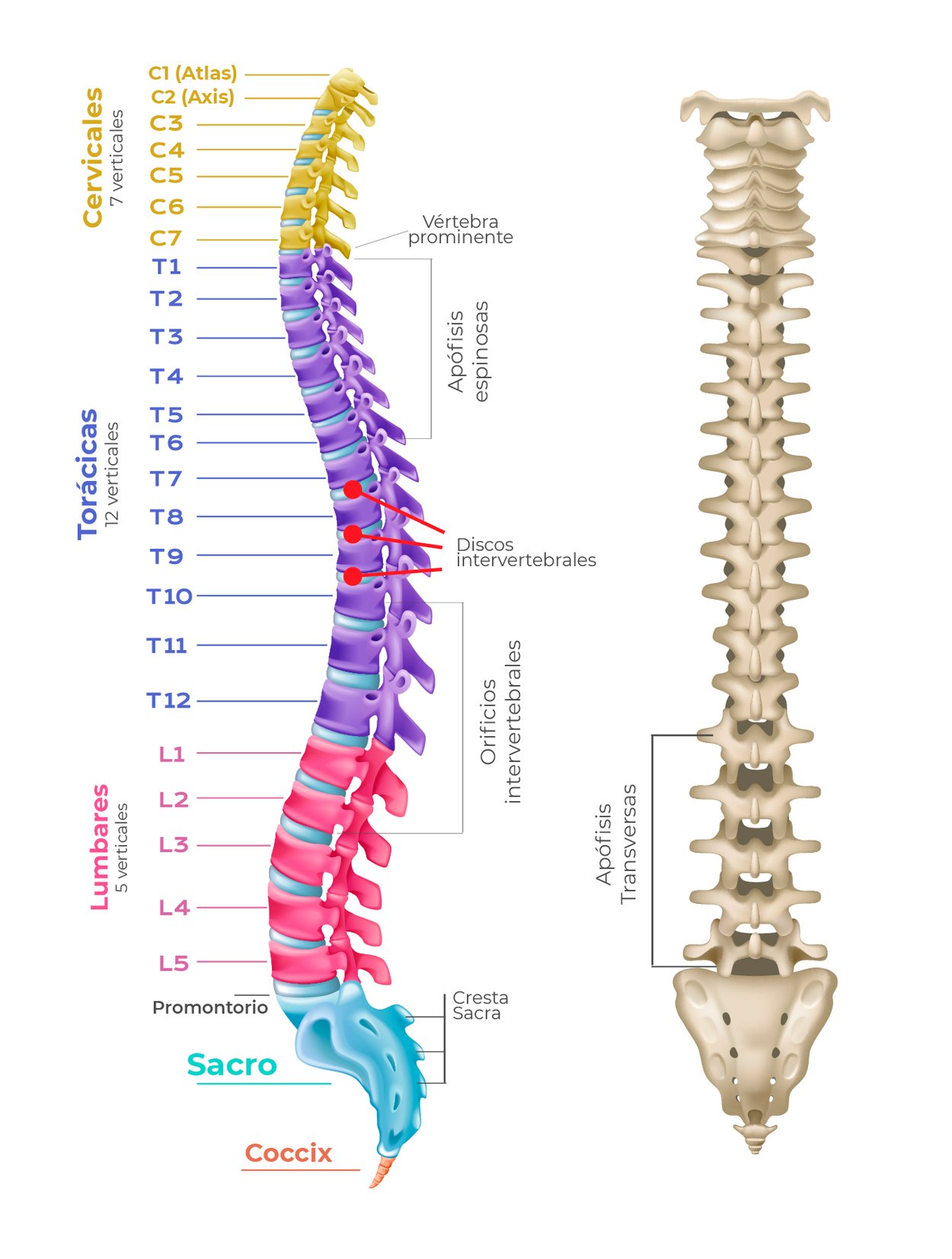 Anatomía de columna y disco intervertebral