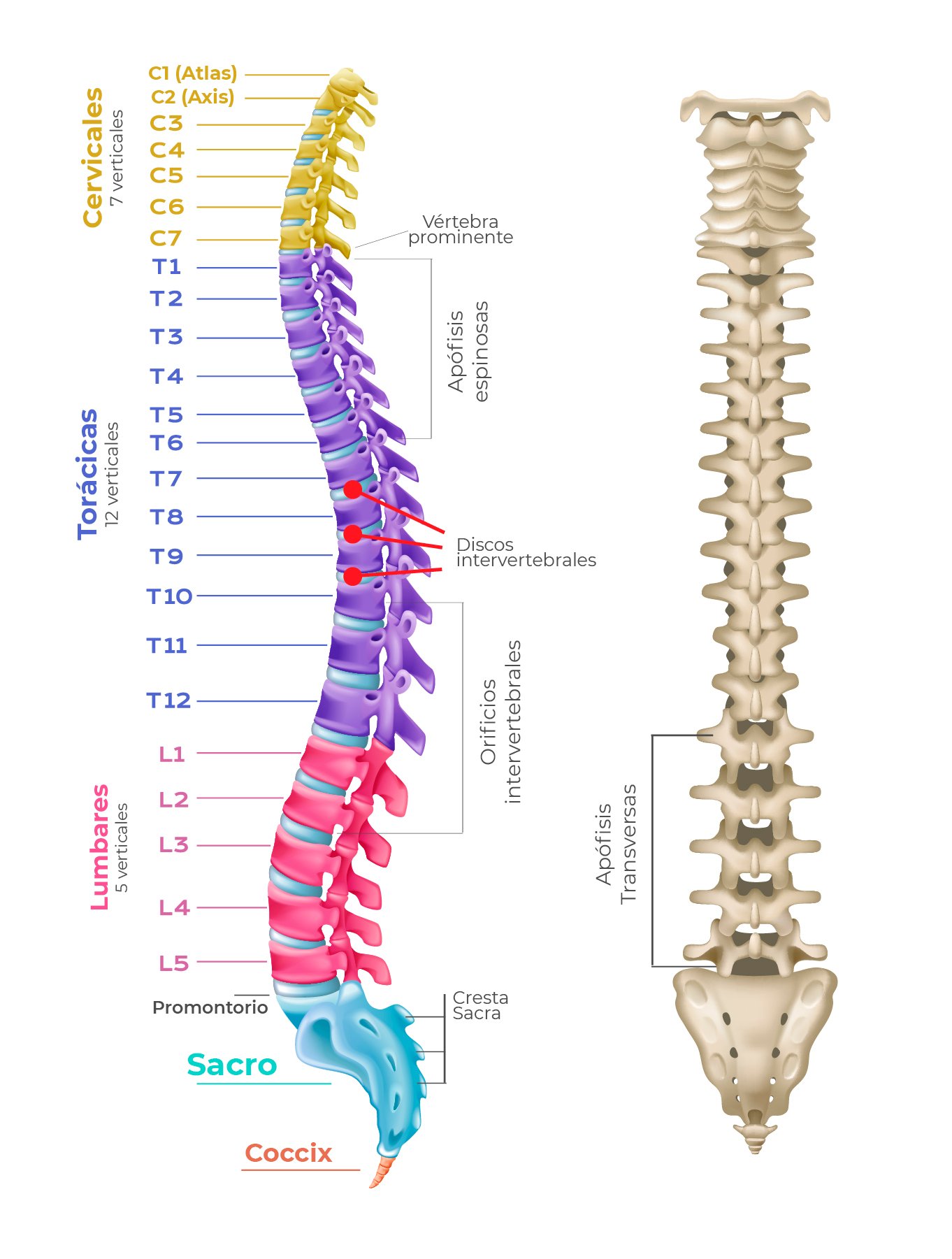 Anatomía de columna y disco intervertebral